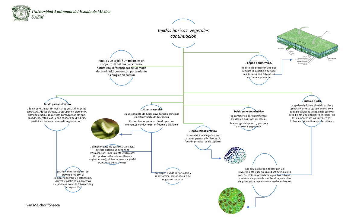 mapa conceptual de Tejidos vegetales - Ivan Melchor fonseca tejidos basicos vegetales ...