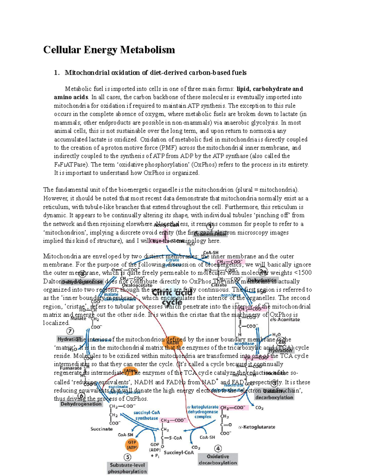 Cellular Energy Metabolism - Mitochondrial oxidation of diet-derived ...