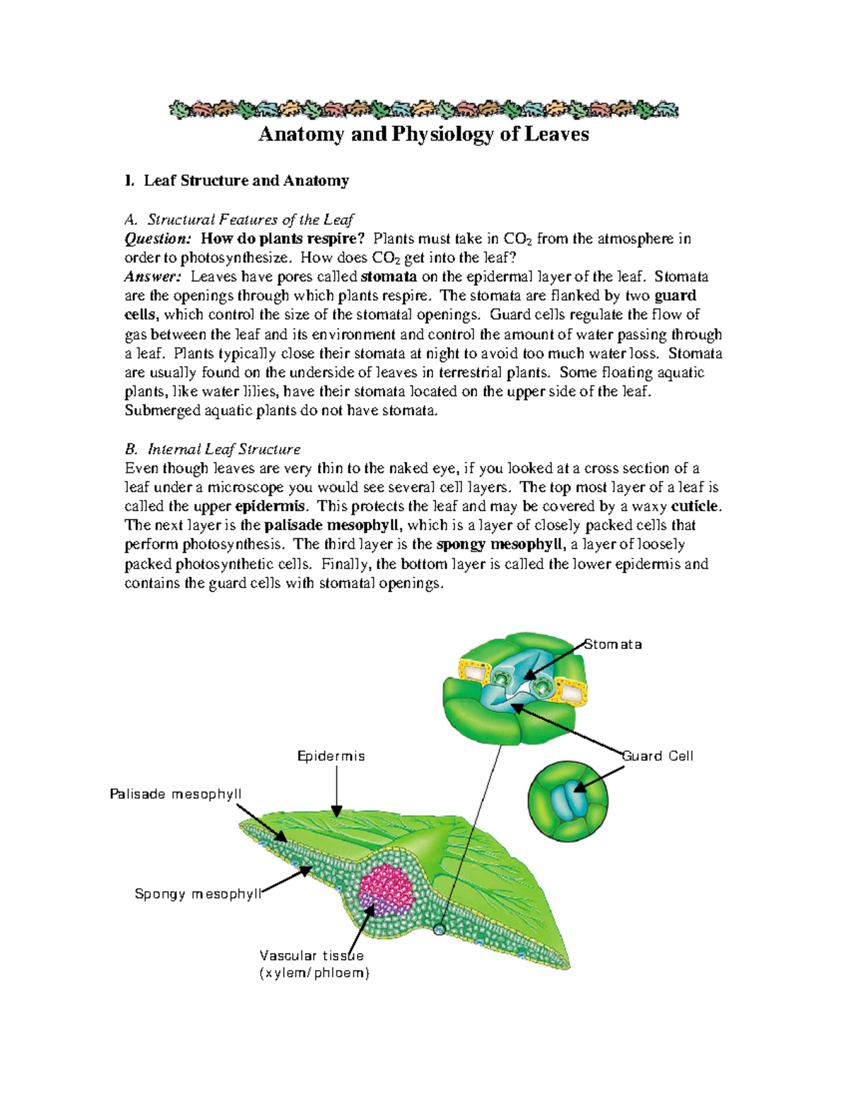 Leaves - Anatomy and Physiology of Leaves I. Leaf Structure and Anatomy ...