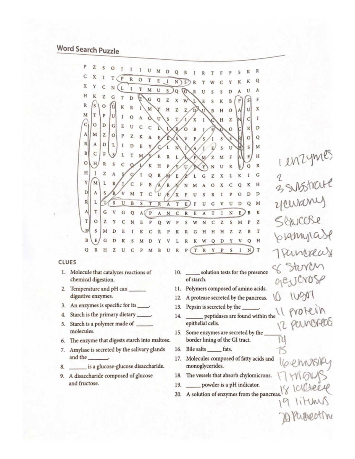microbiology cell labeling assignment in class - Word Search Puzzle P ...