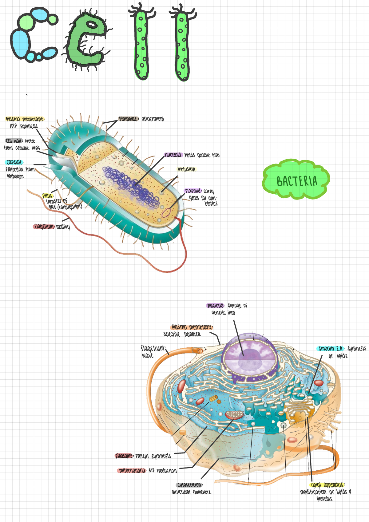 Microbiology 3 - Diagram labeled of the cell. - :p:-p : c É÷EÉ ...