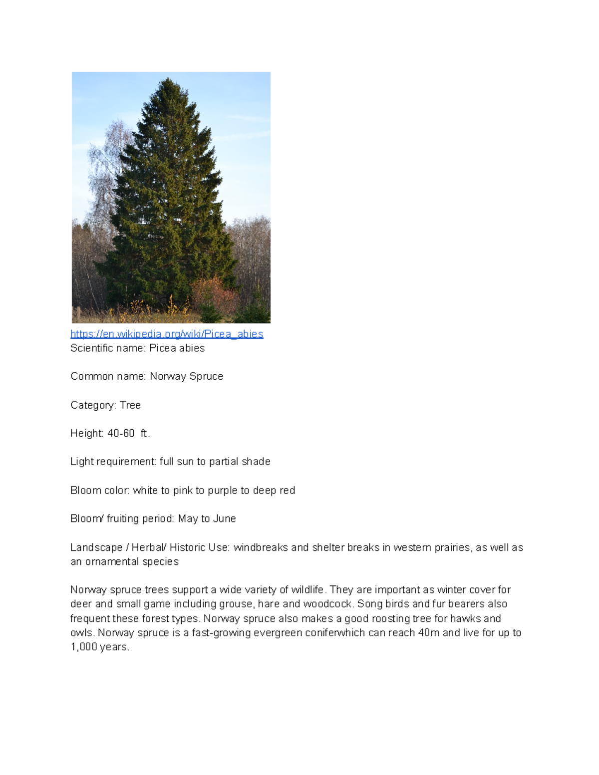 Norway Spruce - en.wikipedia/wiki/Picea_abies Scientific name: Picea ...