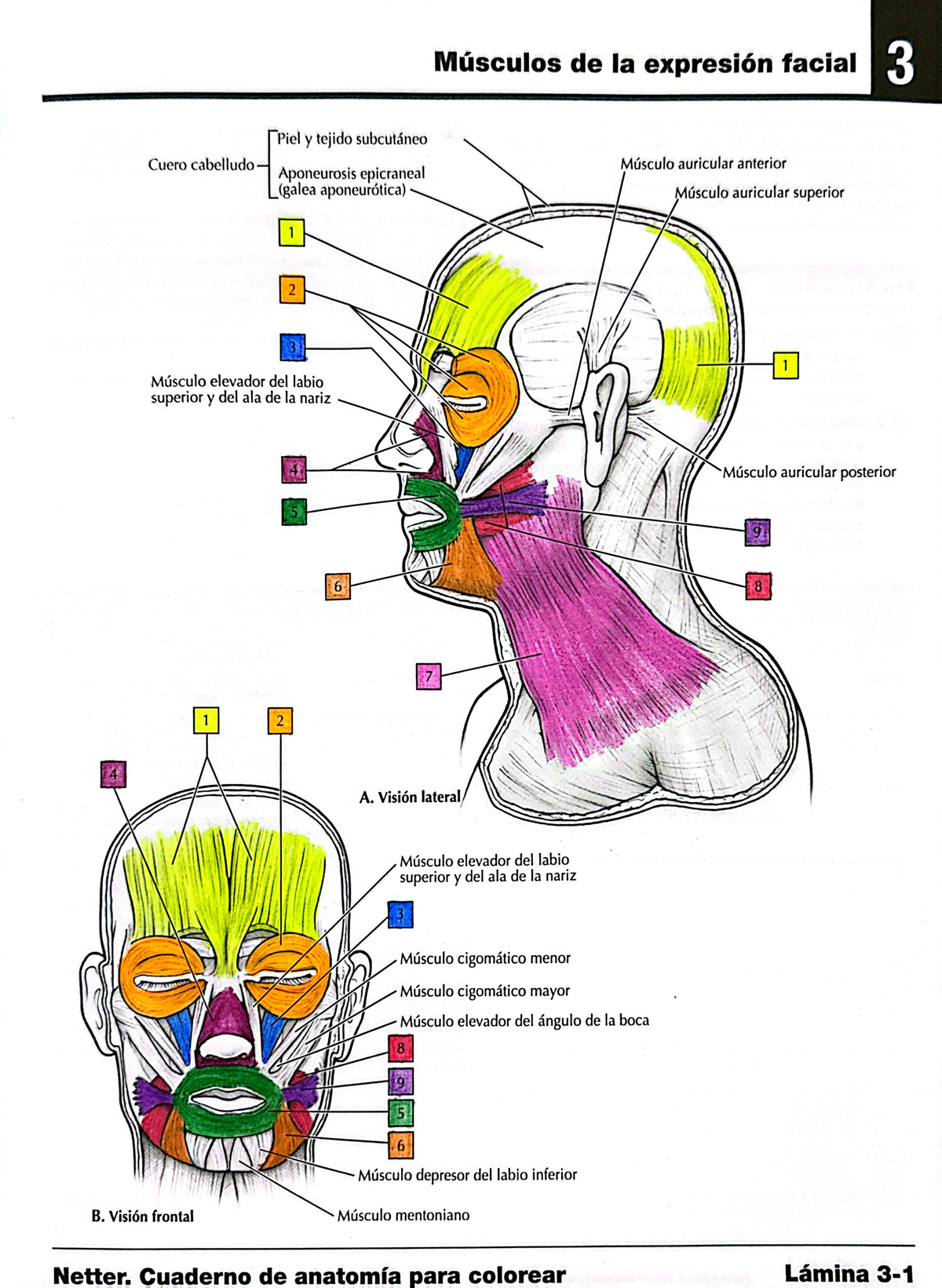 Cap 3 Netter - Músculos de la expresión facial 3 Piel y tejido ...