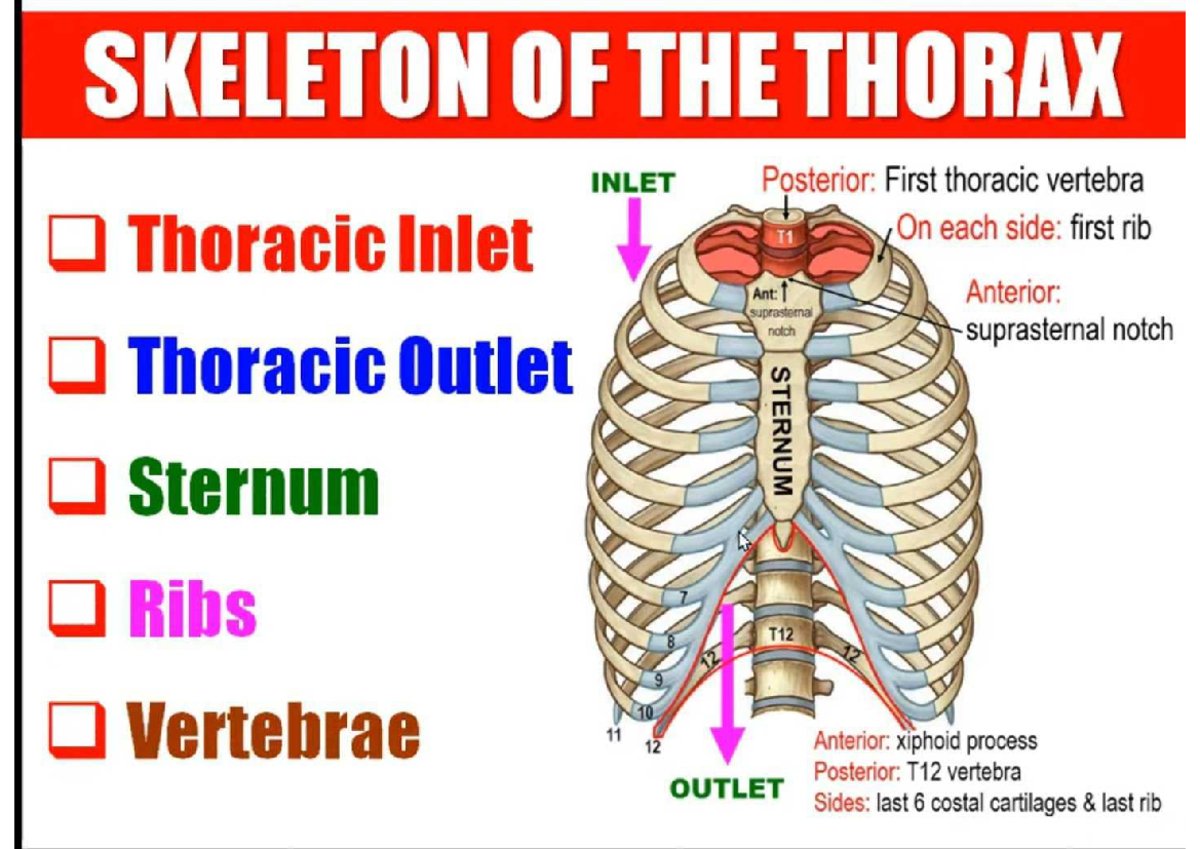 Thorax I & II Complete Anatomy Adil Bandok - SKELETON OF FTHE THORAX ...
