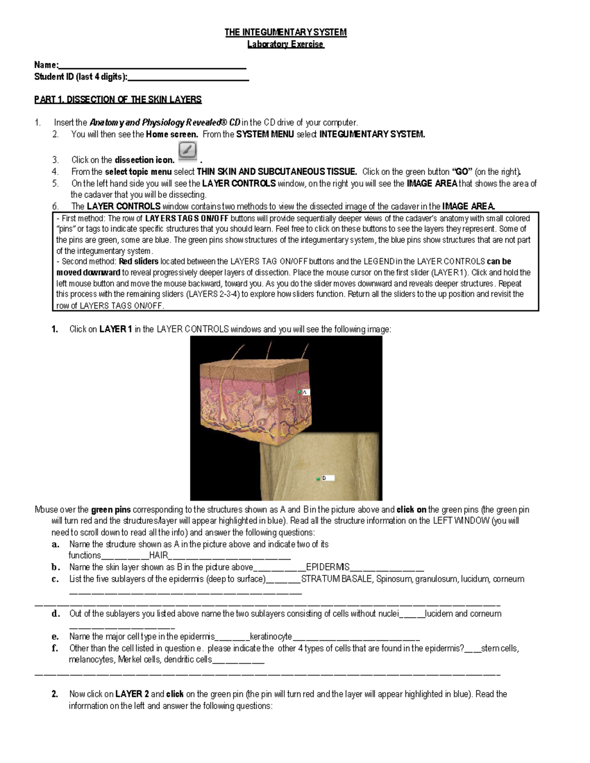 APR Exercise Integumentary - THE INTEGUMENTARY SYSTEM Laboratory ...