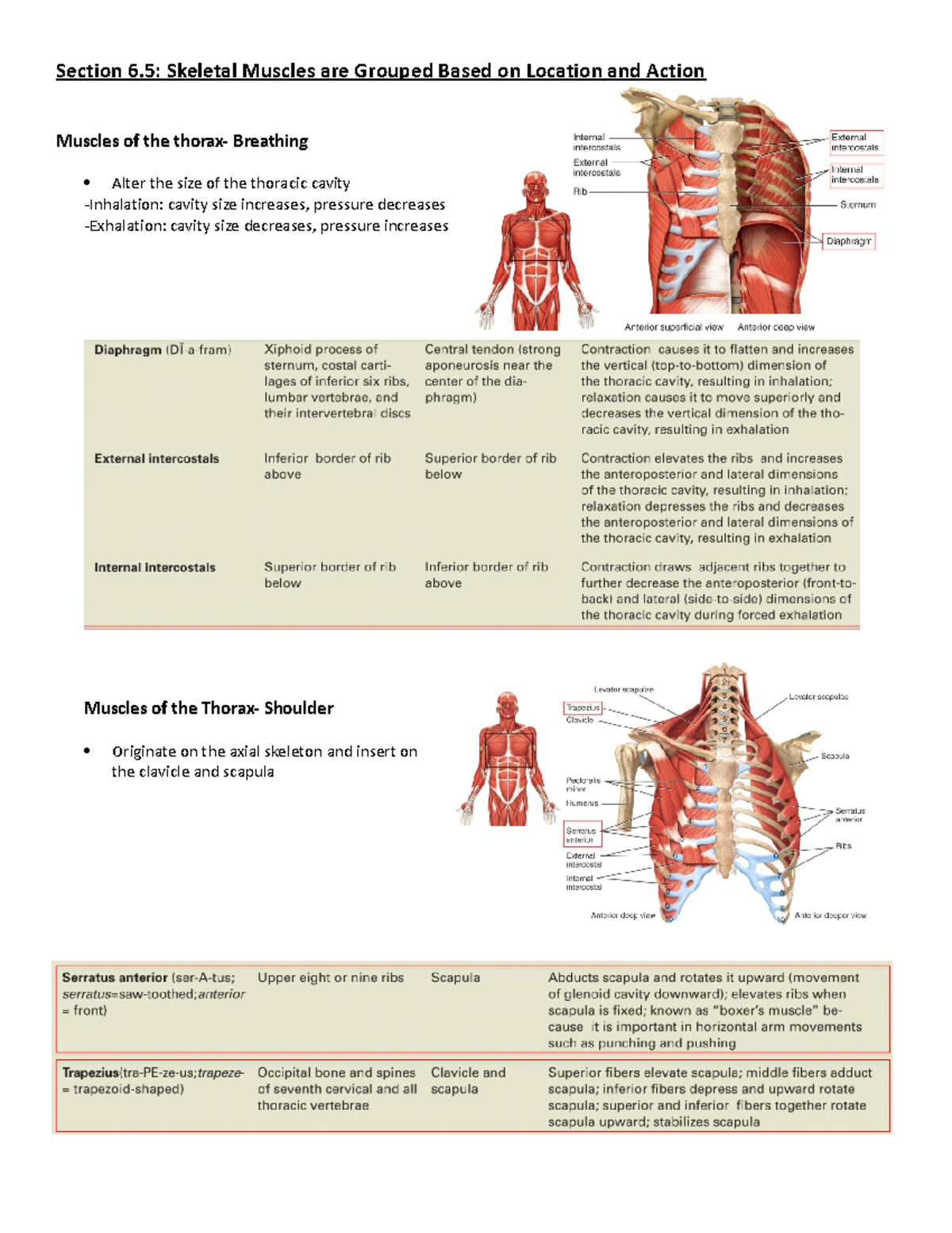 Anatomy- muscles - Section 6: Skeletal Muscles are Grouped Based on ...