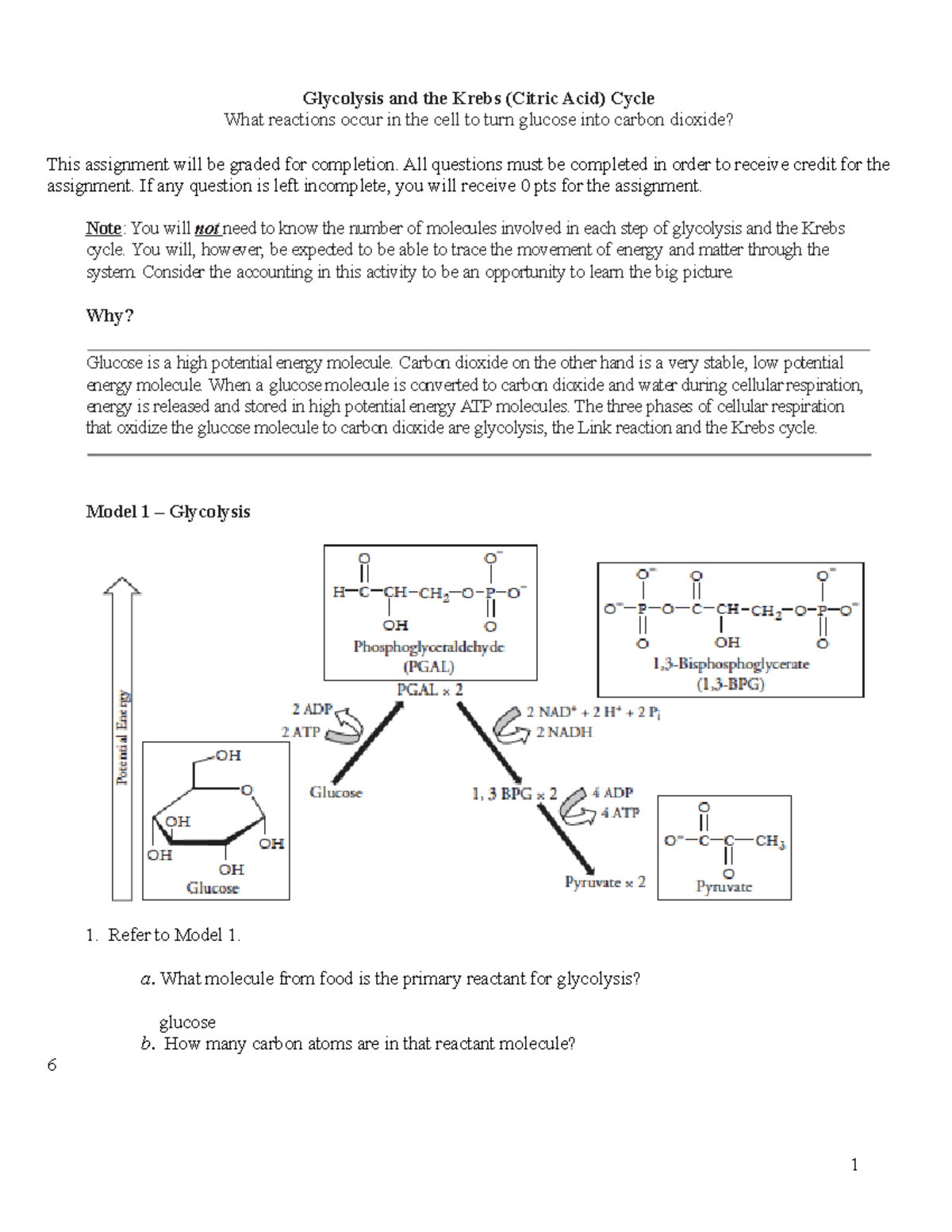 BIO 181 Lecture 12 Worksheet - Glycolysis and the Krebs (Citric Acid ...
