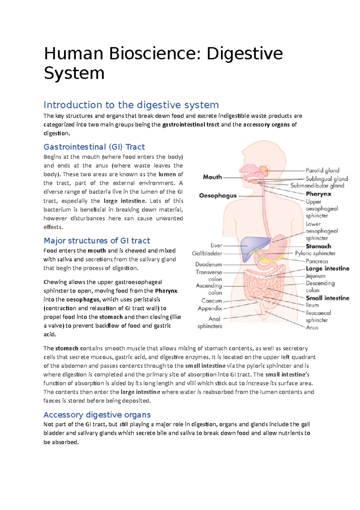 Human Bioscience Digestive System - Human Bioscience: Digestive System ...