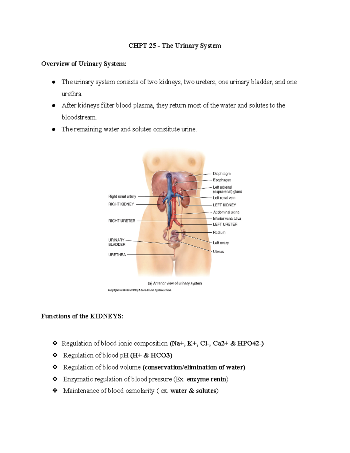Pdf CHPT 25- HLSC 120- The Urinary System - CHPT 25 - The Urinary System Overview of Urinary ...