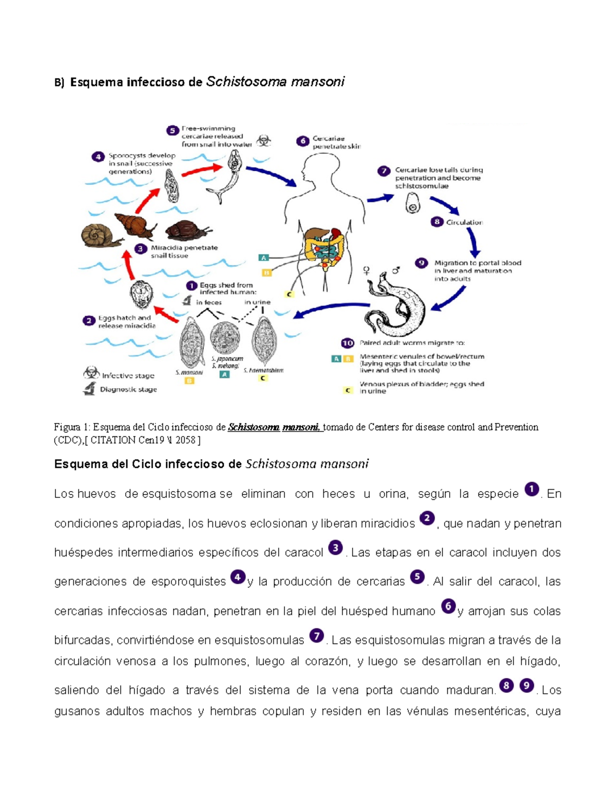 Esquema del Ciclo infeccioso de Schistosoma mansoni - En condiciones ...