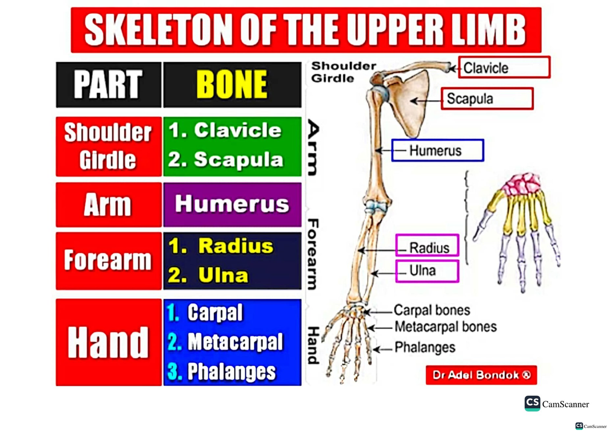 Upper limb-1 - SKELETON OF THE UPPER LIMB Shoulder Clavicle PART BONE ...