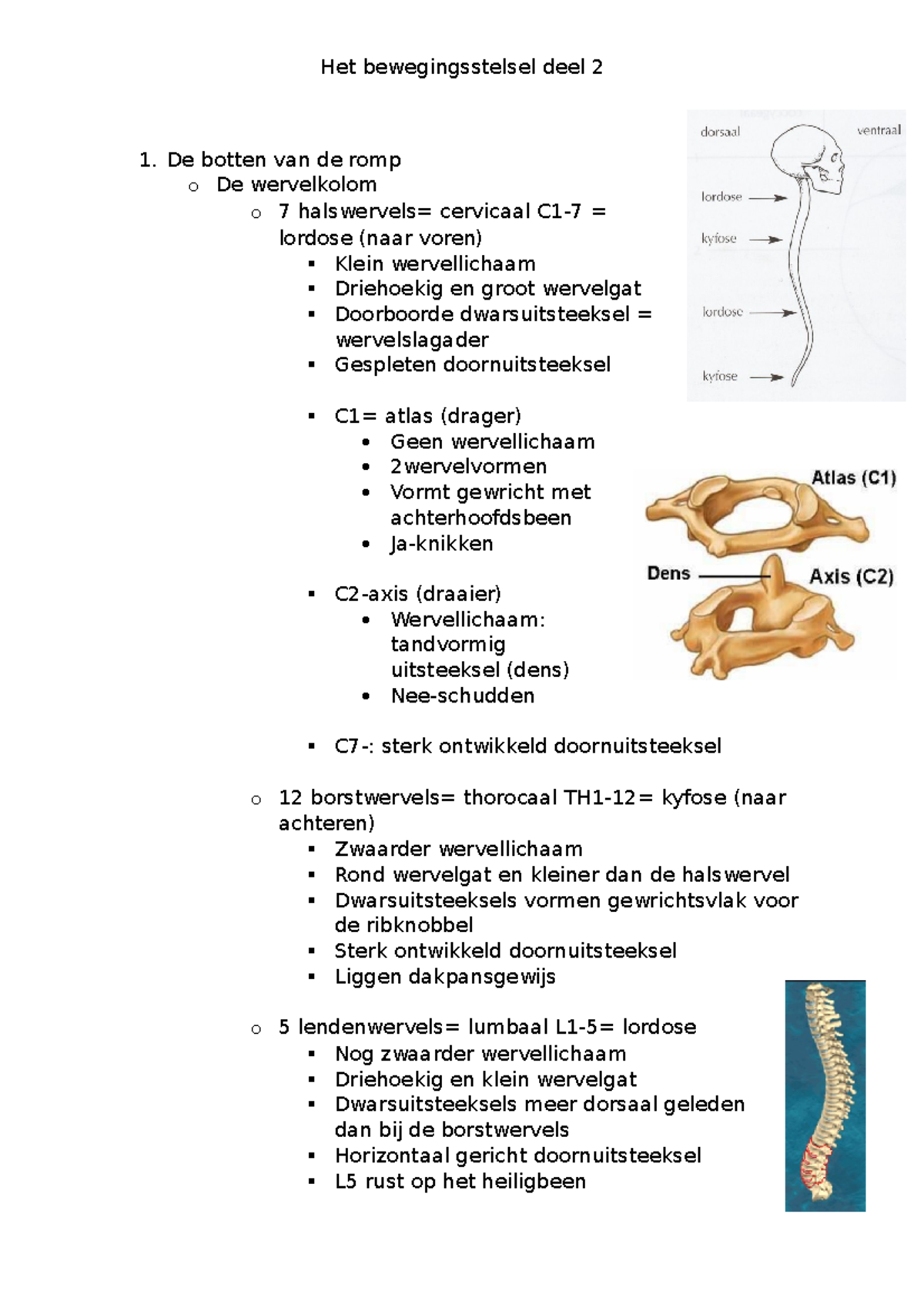 Het bewegingsstelsel deel 2 - De botten van de romp o De wervelkolom o ...