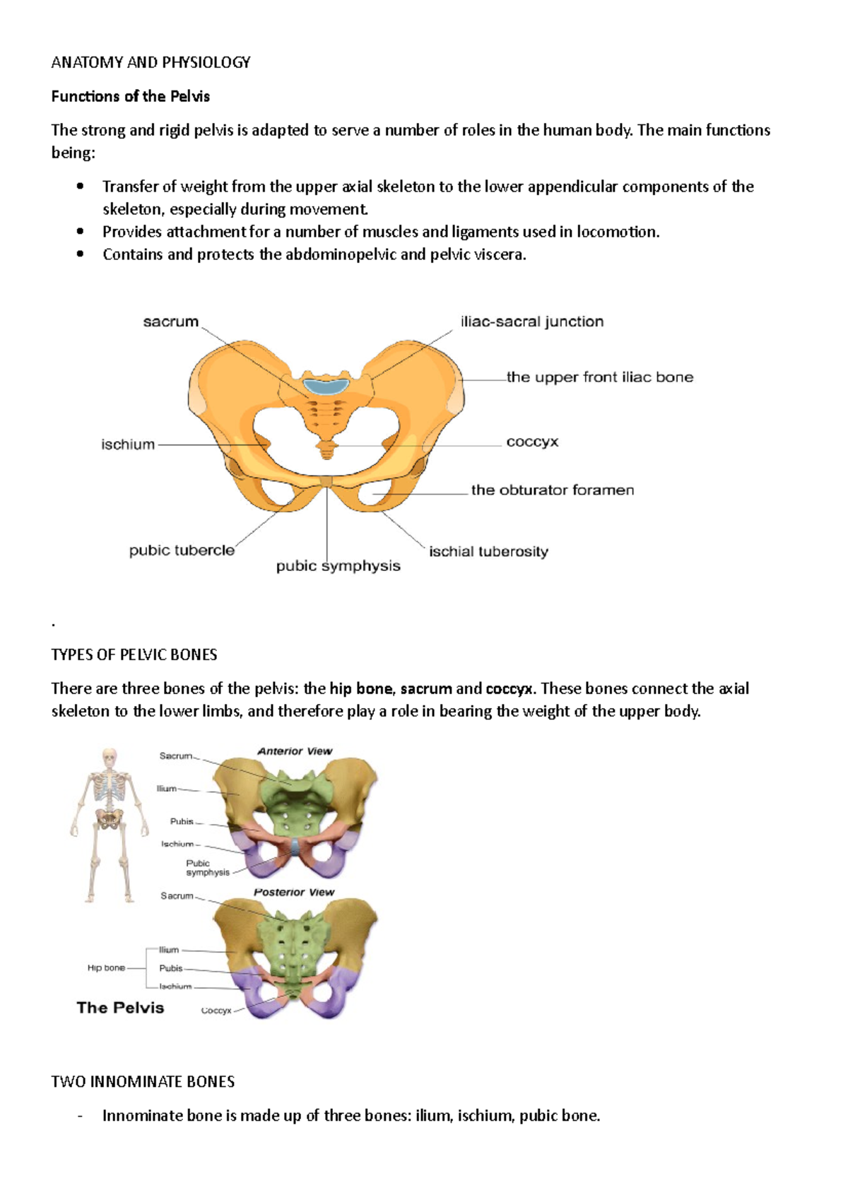 Anatomy AND Physiology OF THE Pelvis - ANATOMY AND PHYSIOLOGY Functions ...