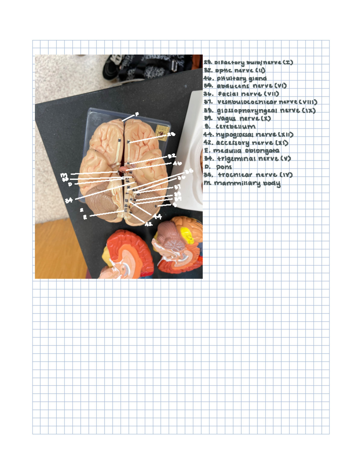 Brain Model - Bio 3435 human anatomy labeled notes - 28 Olfactory bulb ...