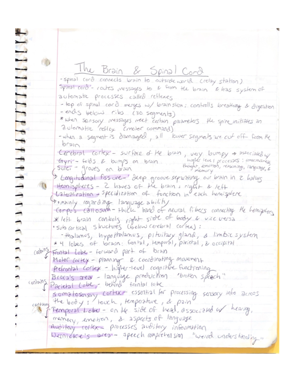 Notes on the Brain and Spinal Cord - PSYC 10300 - Studocu