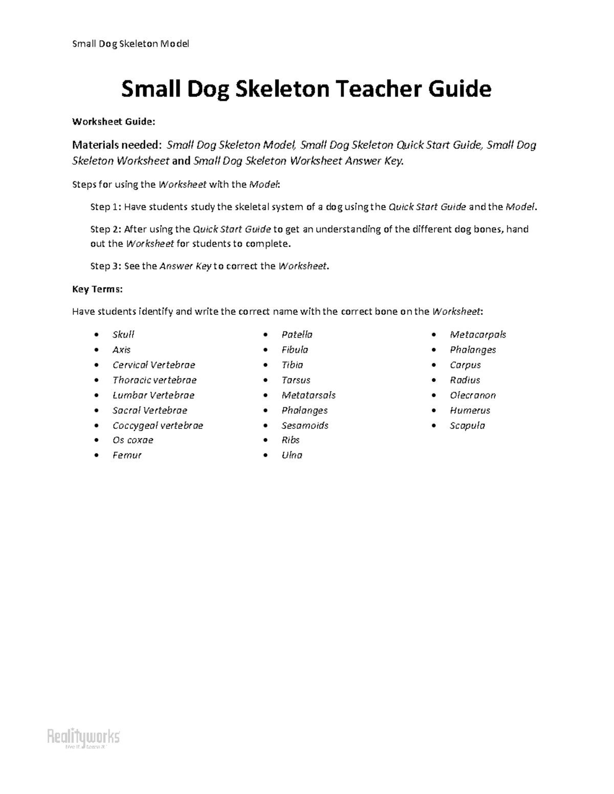 Dog Skeleton Activity - Small Dog Skeleton Model Small Dog Skeleton ...