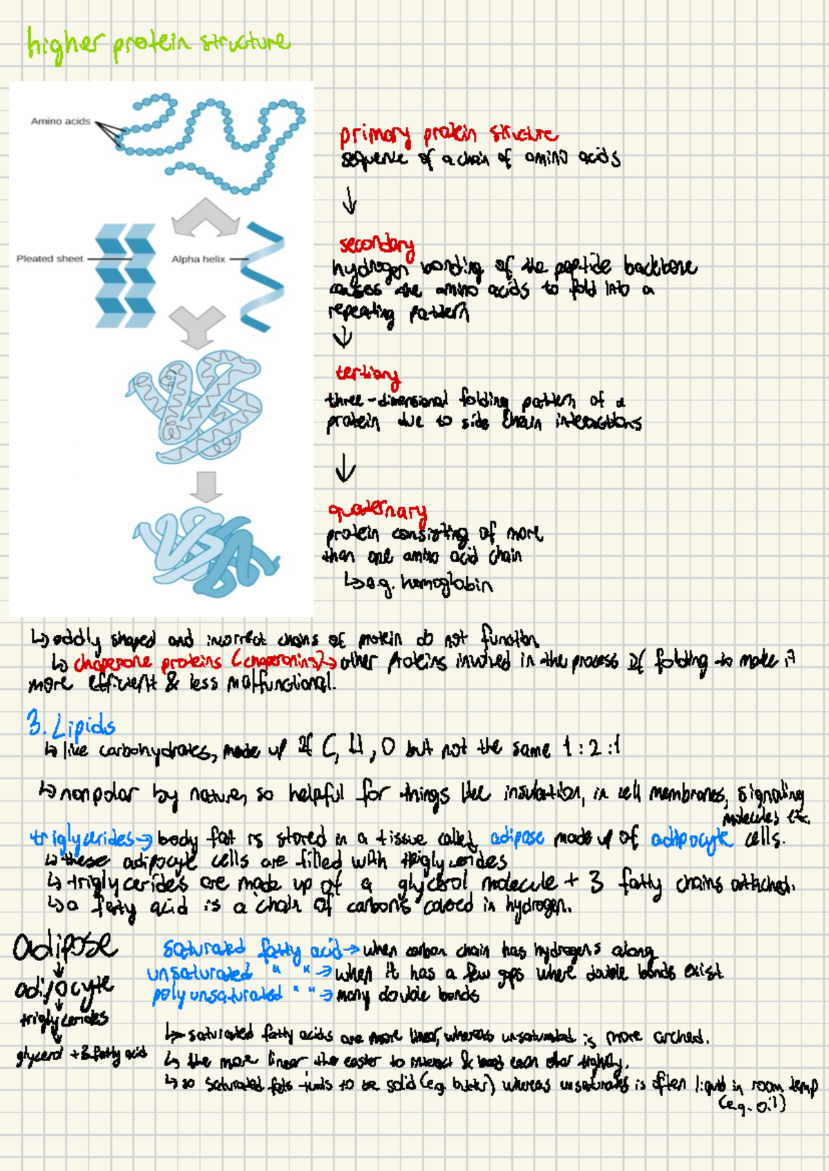 AP Bio Unit 1 chemistry of life.4 - higher protein structure primary ...
