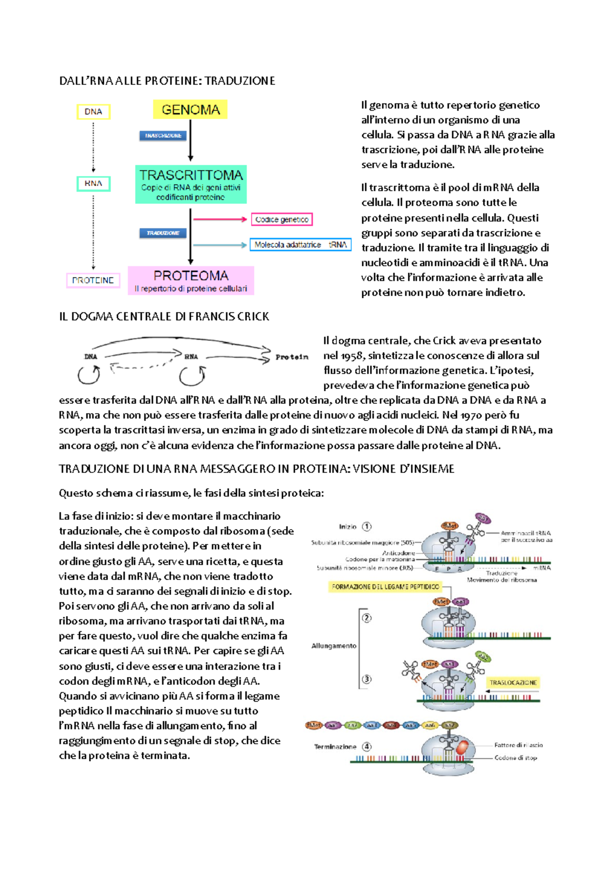 6. Traduzione IN Procarioti E Eucarioti - DALL’RNA ALLE PROTEINE ...
