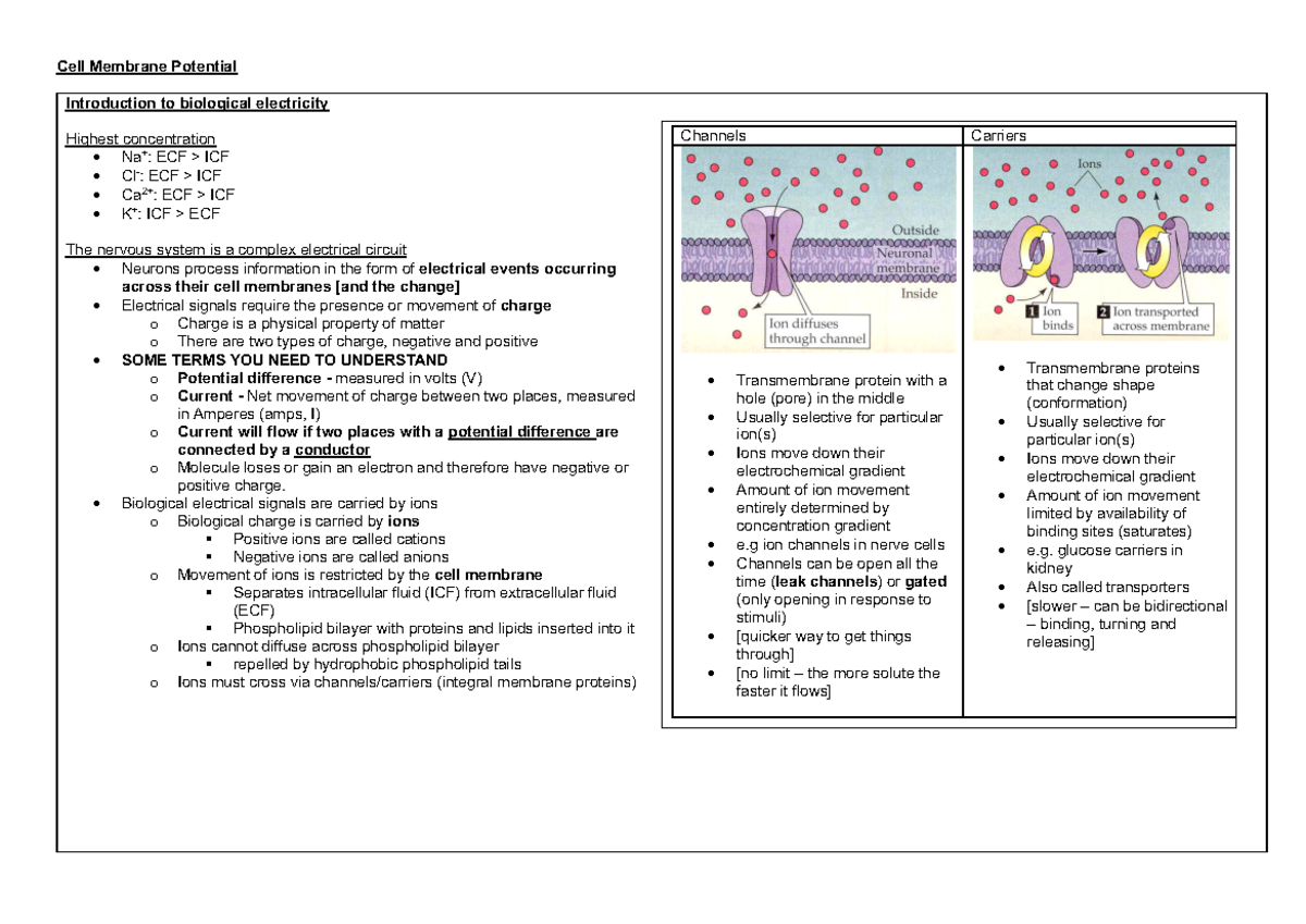 Cell Membrane Potential - Cell Membrane Potential Introduction to ...
