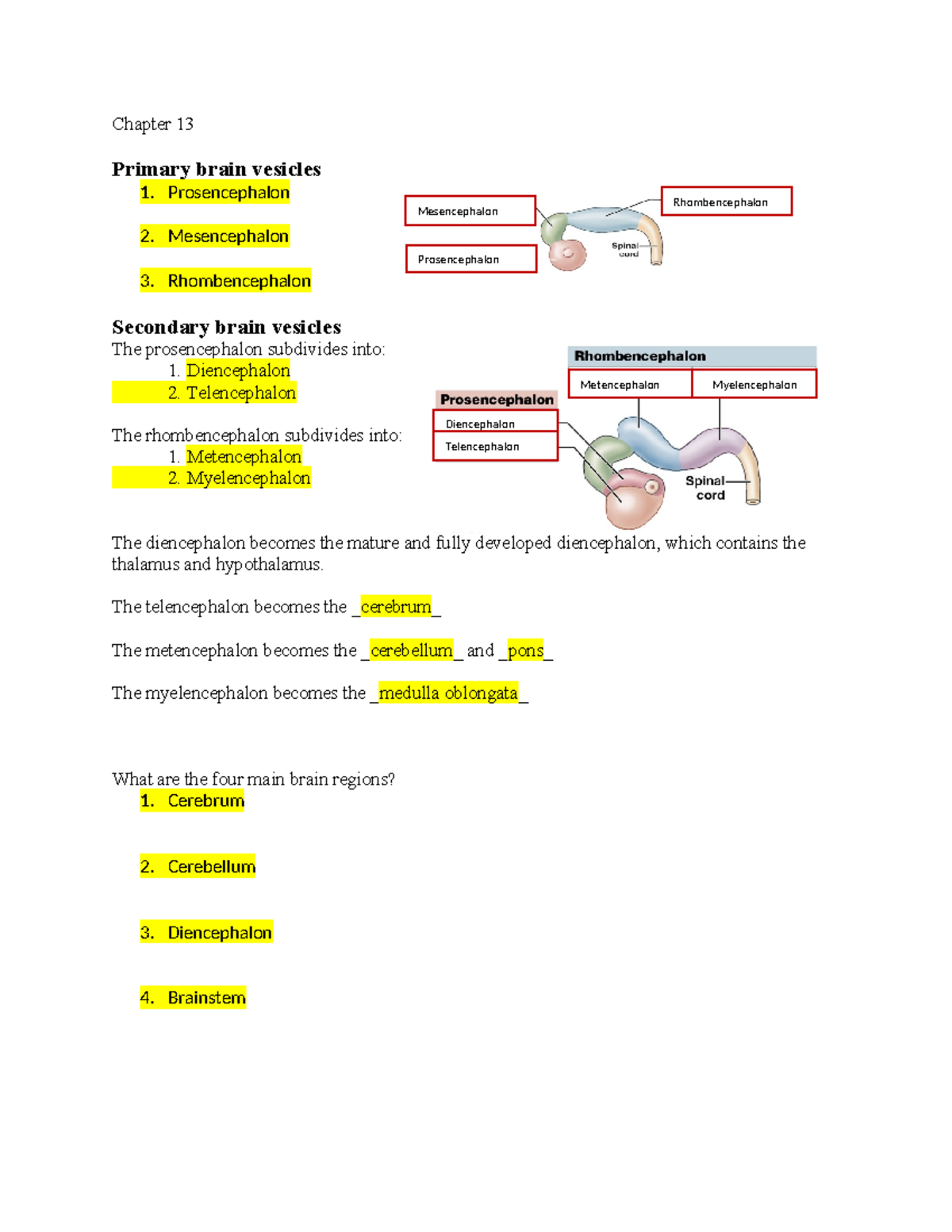 Chapter 13 outline - N/A - Chapter 13 Primary brain vesicles 1 ...