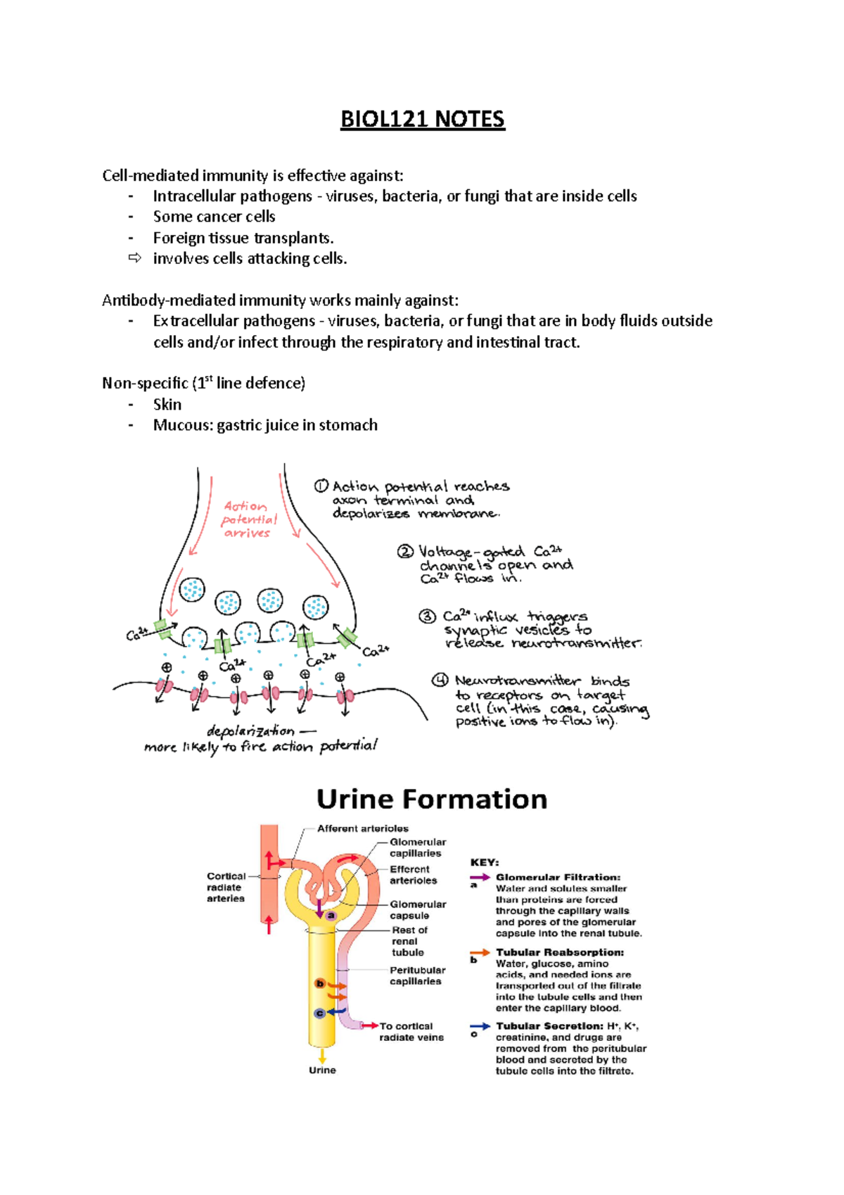 BIOL121 Notes - BIOL121 NOTES Cell-mediated immunity is effective ...