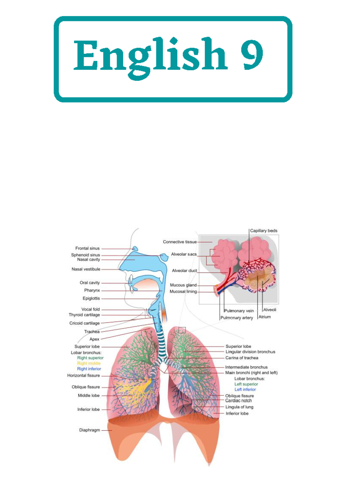 Respiratory system - English 9 Capillary beds Connective tissue Frontal ...