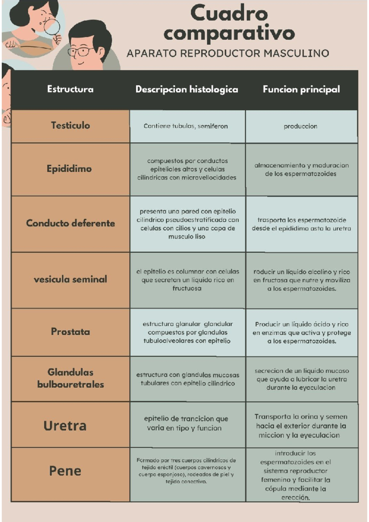 Histología aparato reproductor - Cuadro comparativo APARATO REPRODUCTOR MASCULINO Estructura ...