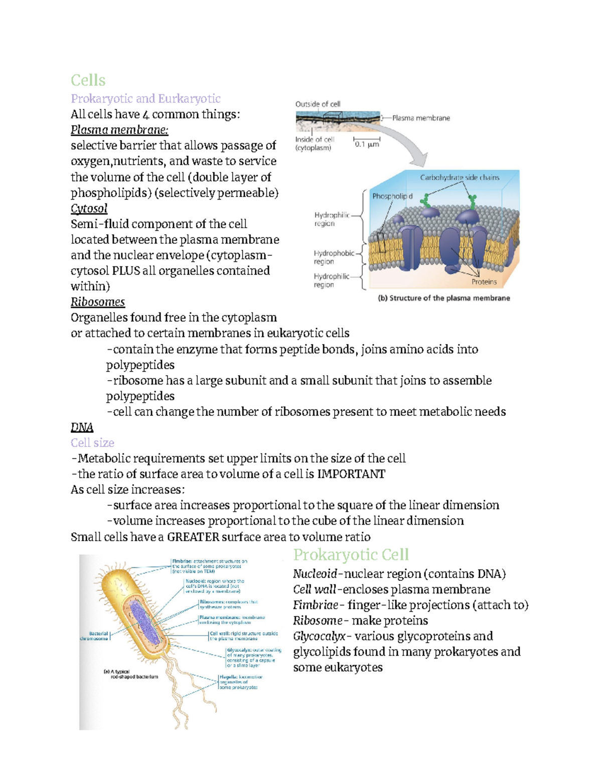 Cells 4 - Cells Prokaryotic and Eurkaryotic All cells have 4 common ...