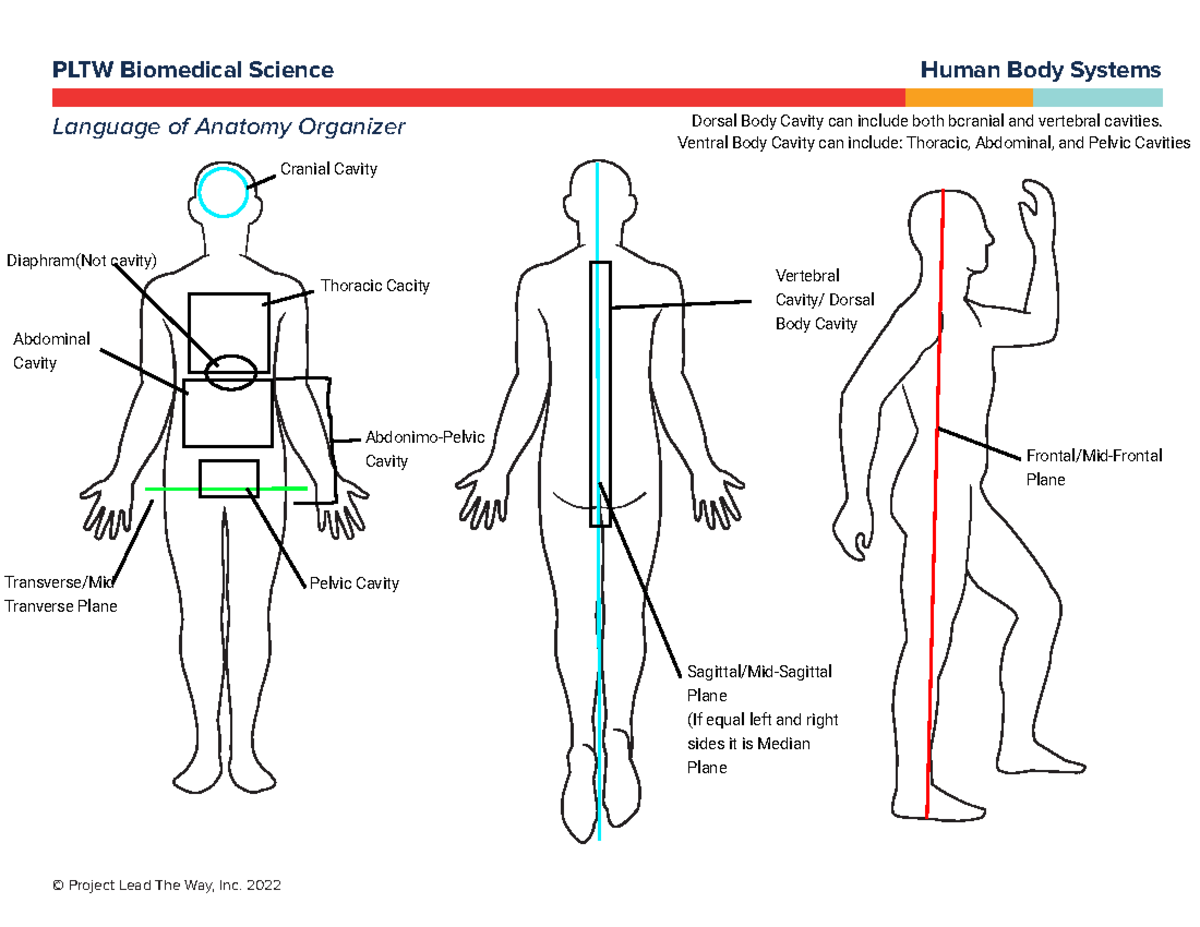 HBS Language Of Anatyesyesyes Organizer - Biol 2401 - © Project Lead ...