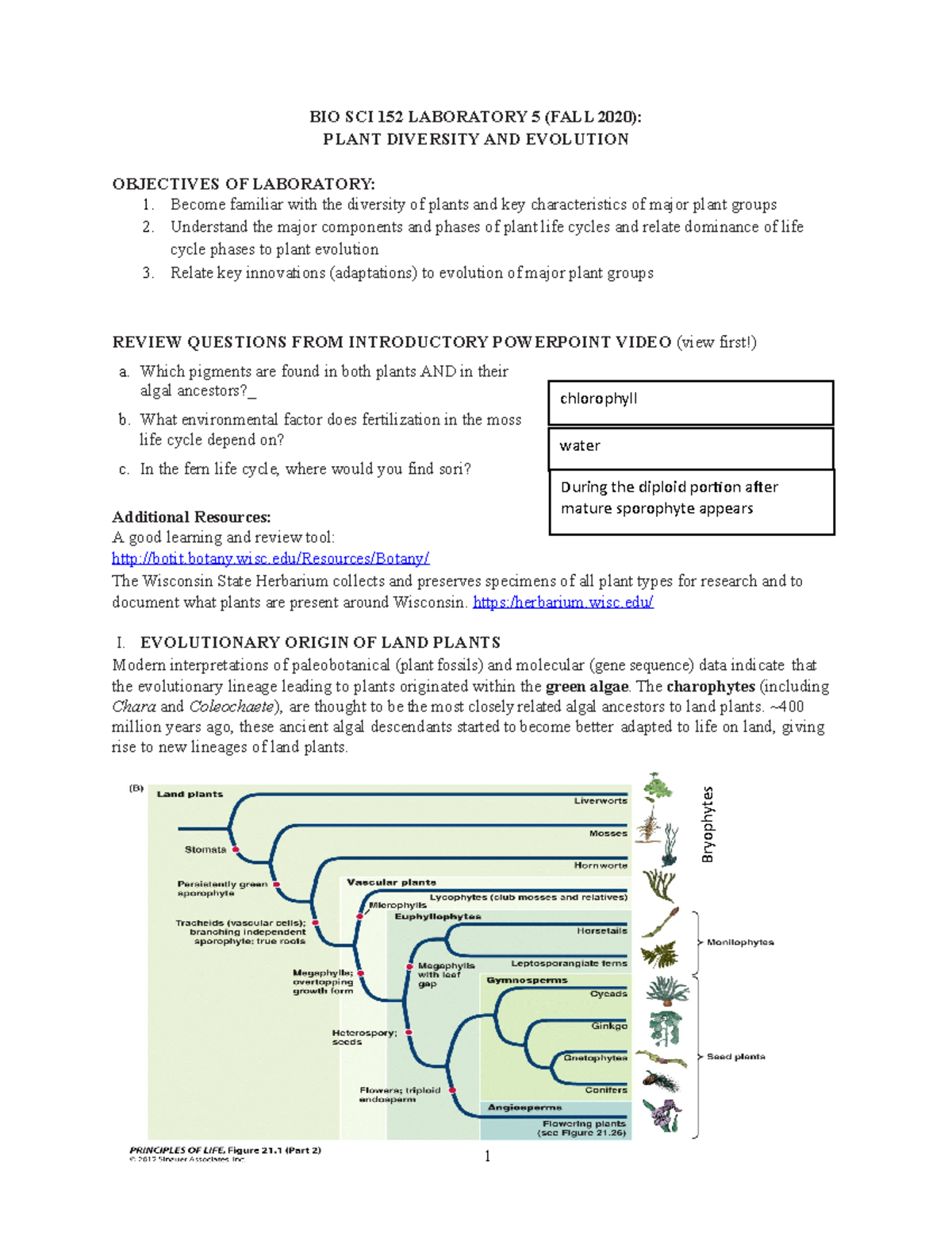 Bio 152- 801 UWM - Bryophytes BIO SCI 152 LABORATORY 5 (FALL 2020 ...