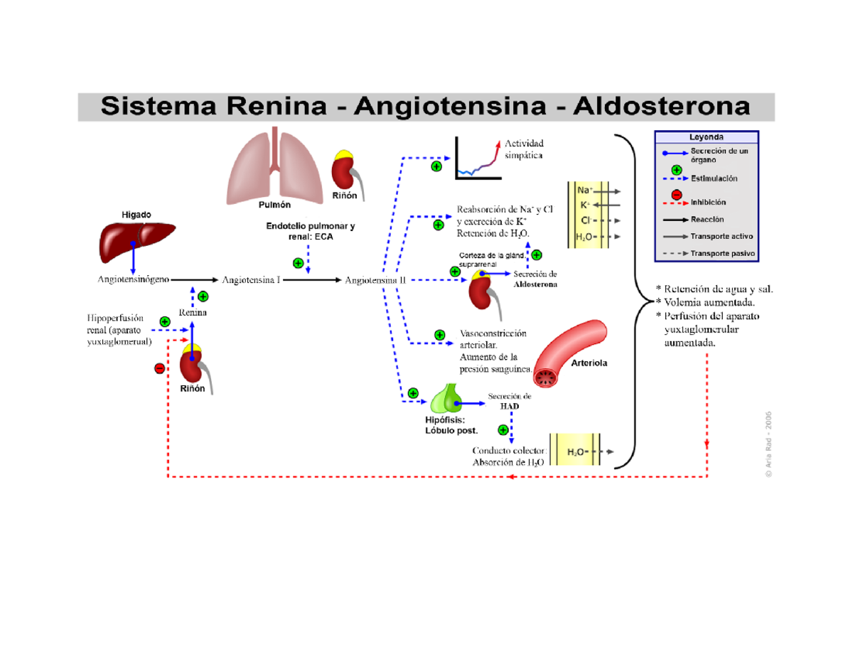 Sraa - conocimiento basico - Enfermería Quirúrgica - Studocu