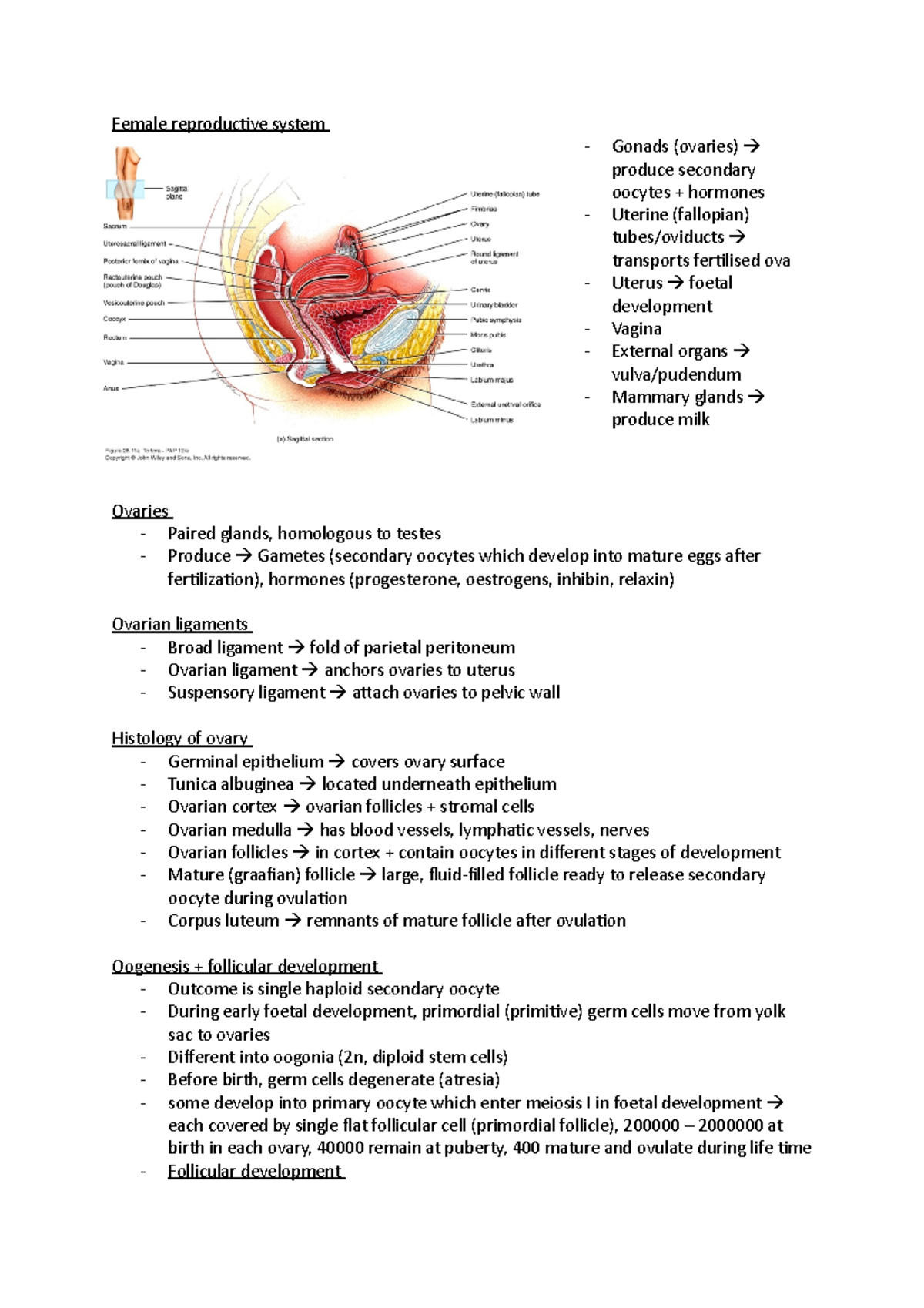 Female reproductive system 1 - Studocu