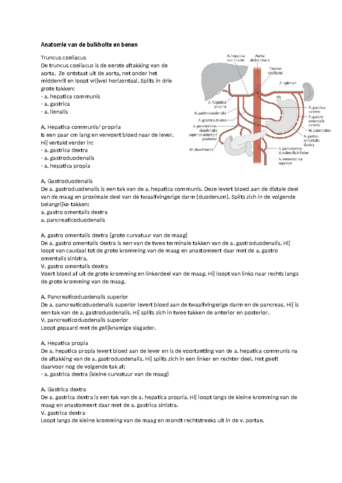 Anatomie van de buik/bekken - Anatomie van de buikholte en benen ...