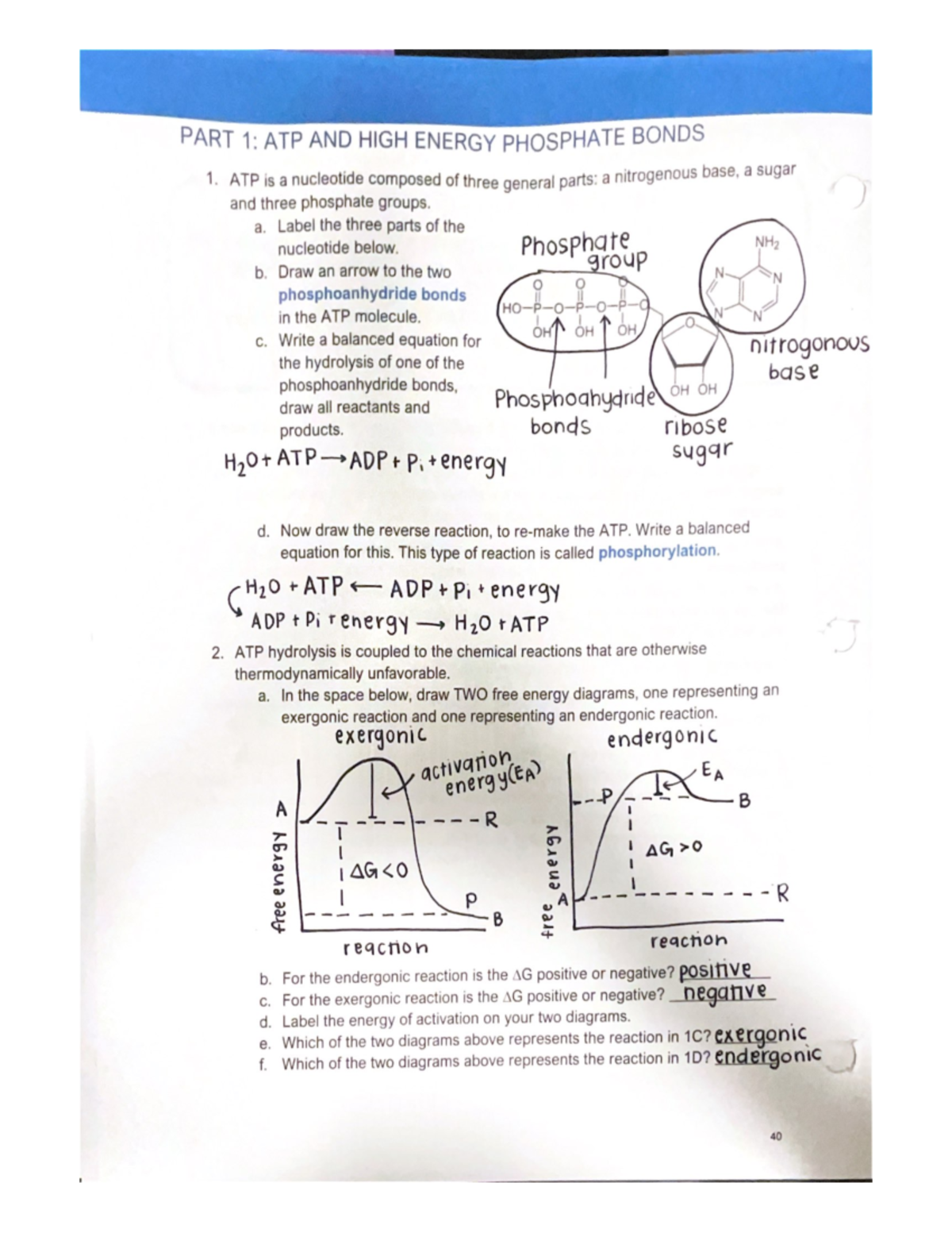 ATP Manual Discussion 4 - PART 1: ATP AND HIGH ENERGY PHOSPHATE BONDS 1 ...