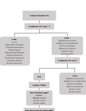 Bacteria chart - Salmonella enterica causes salmonellosis Affects the ...