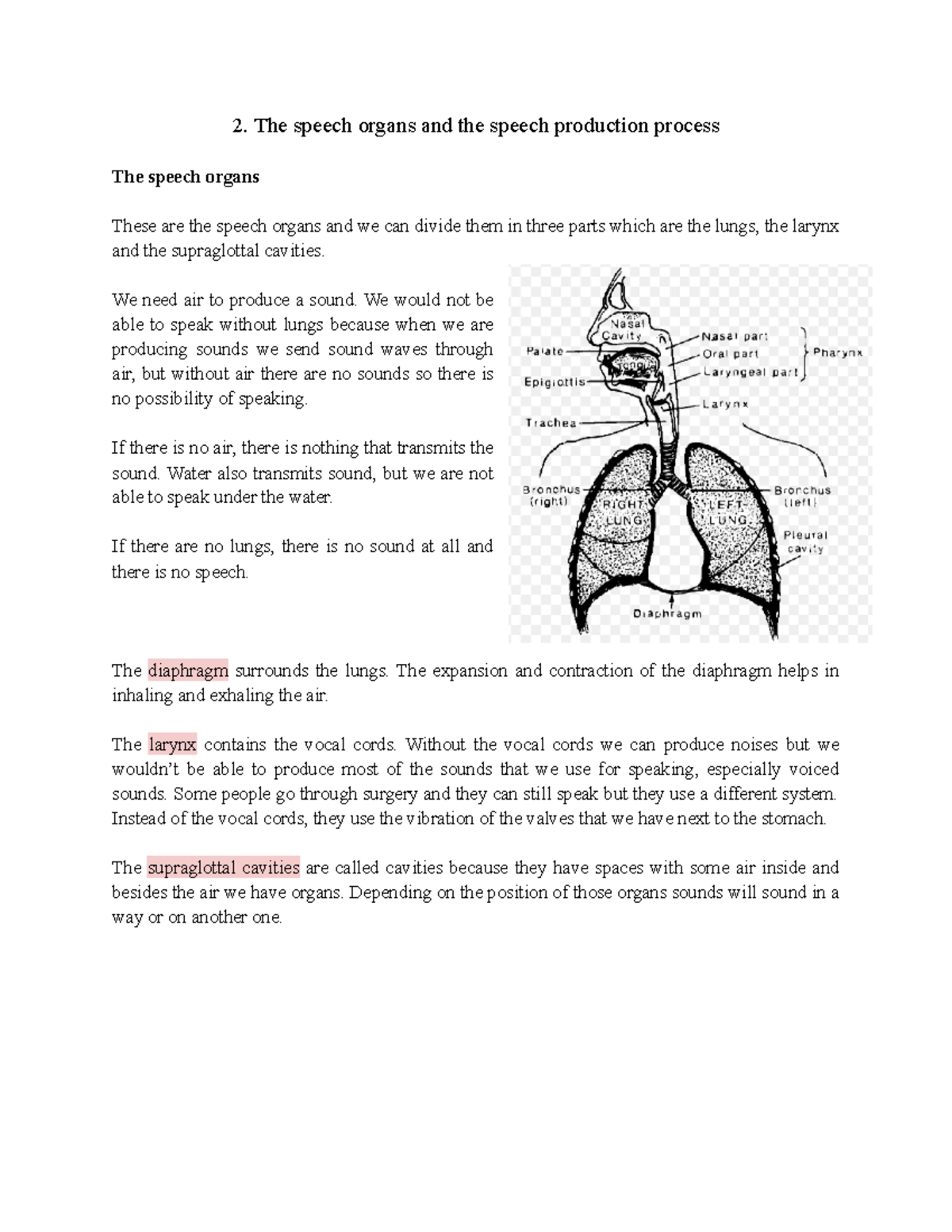 2 The Speech Organs and the Speech Production Process - 2. The speech ...