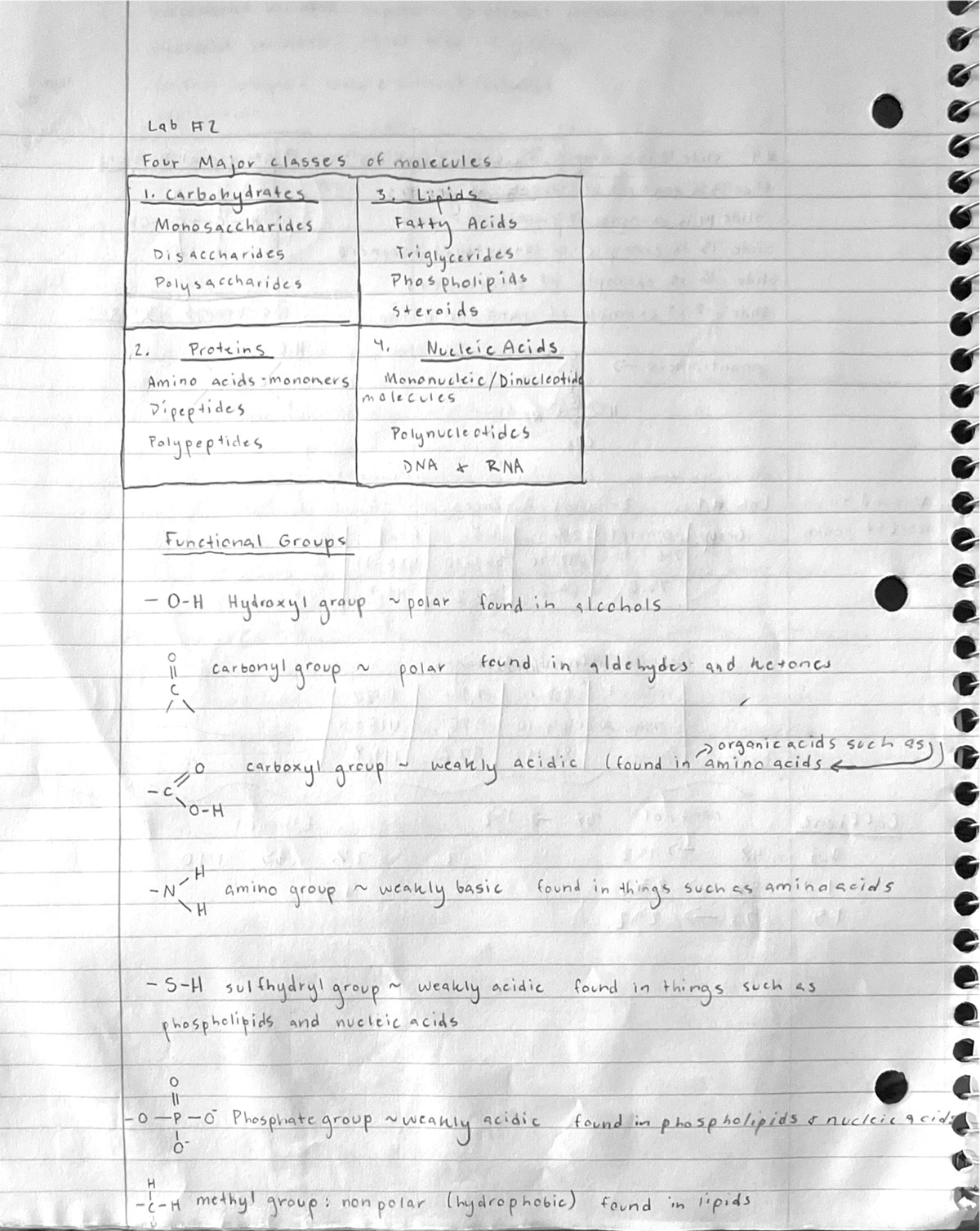 Lab 2 - Lab notes with possible hypothesis - BIOL 1021 - Studocu
