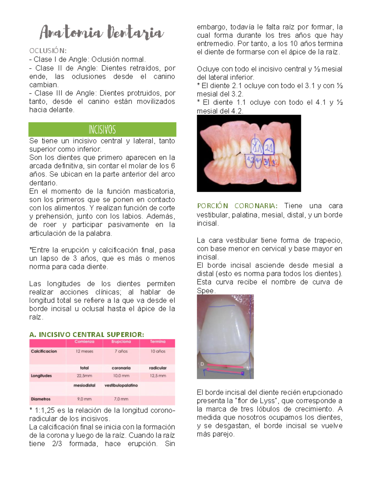Anatomía dentaria - Anatomia Dentaria OCLUSIÓN: Clase I de Angle ...