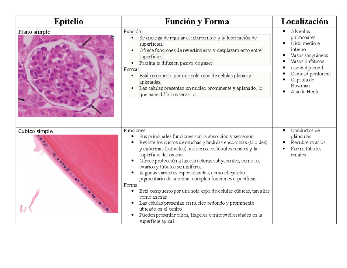 Tejido Epitelial - Epitelio Función y Forma Localización Plano simple Función: Se encarga de ...