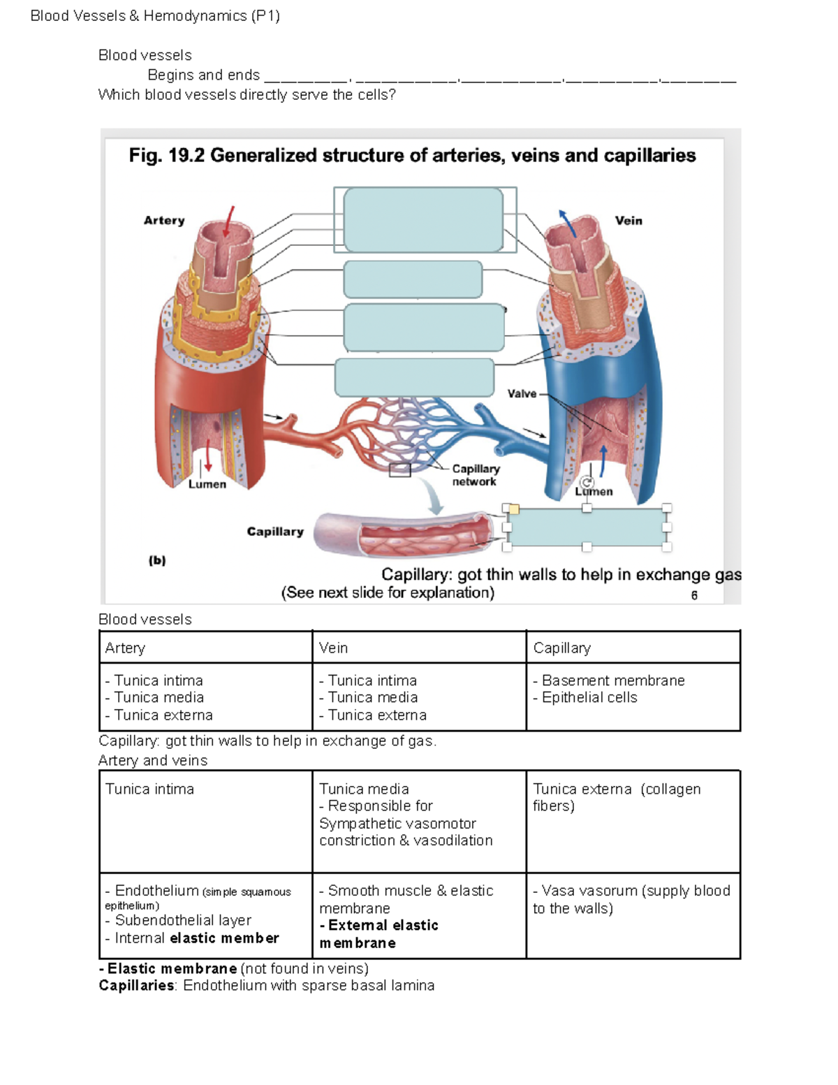 ANP Exam Prep - ANP - Blood Vessels & Hemodynamics (P1) Blood vessels ...