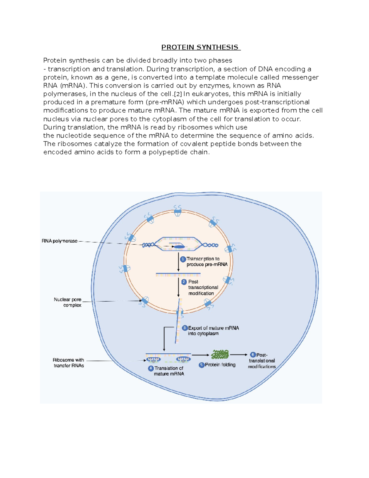 Protein Synthesis - PROTEIN SYNTHESIS Protein synthesis can be divided ...