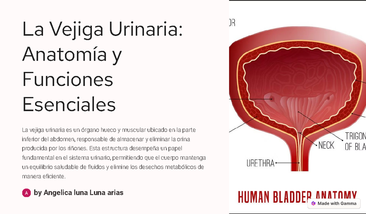 La-Vejiga-Urinaria-Anatomia-y-Funciones-Esenciales (1) - La Vejiga Urinaria: Anatomía y ...
