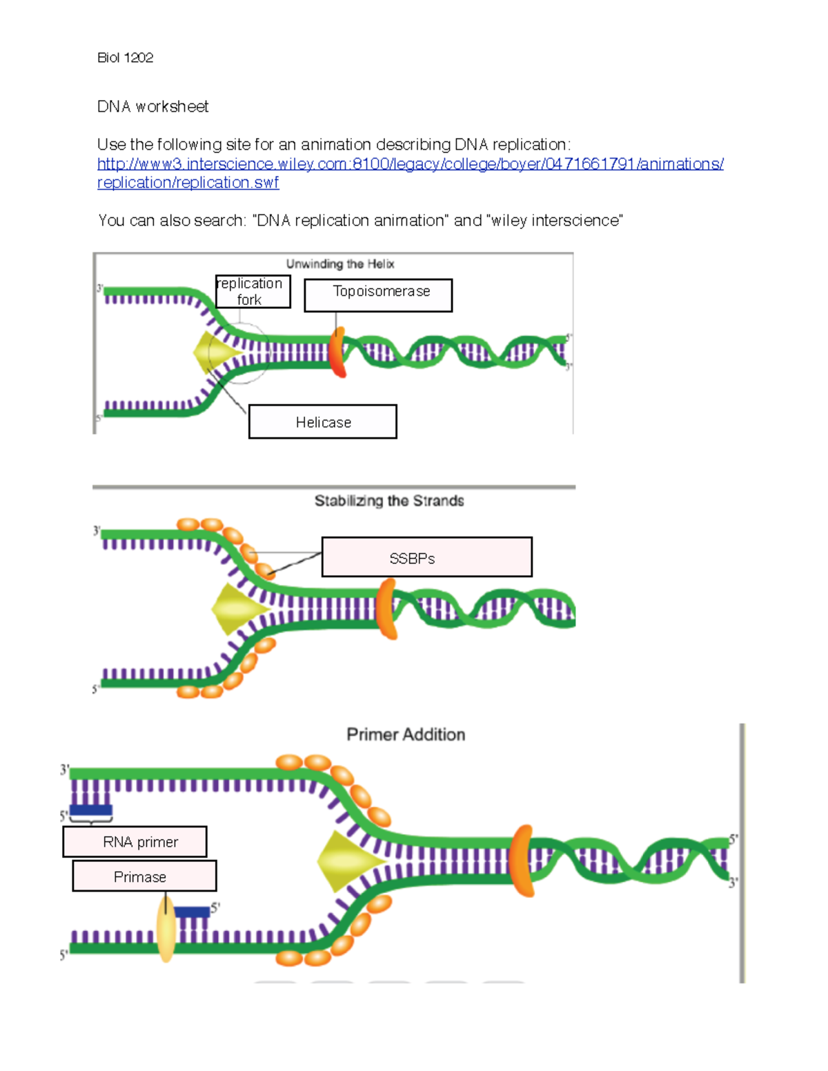 DNA worksheet copy - :)) - DNA worksheet Use the following site for an ...