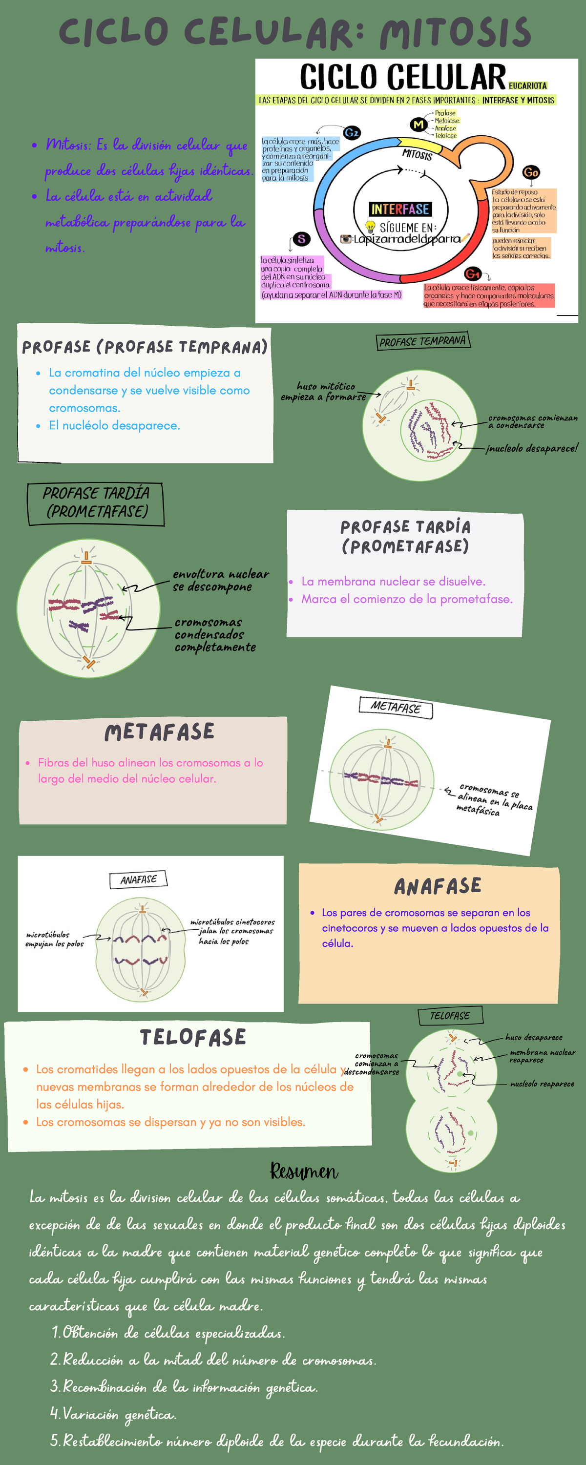 Ciclo celular: mitosis - profase, profase tardía - metafase - anafase ...