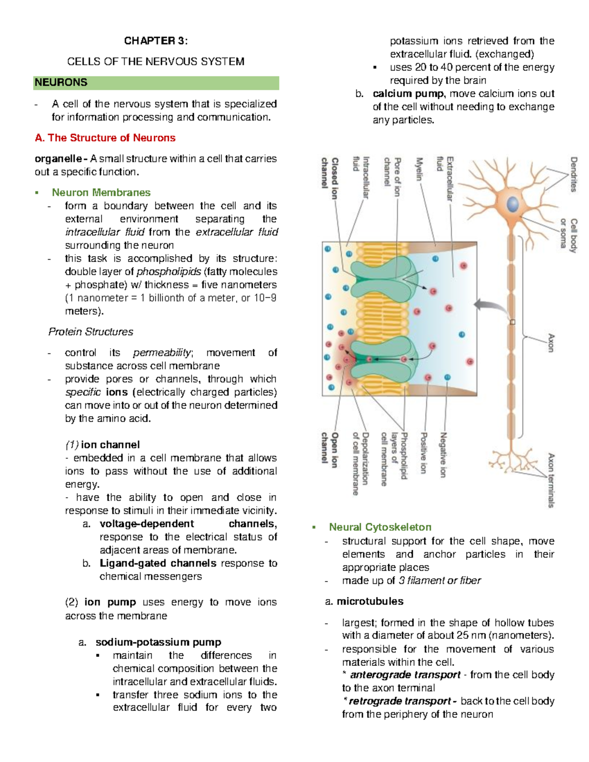 Chapter 3 Bio P Notes 090340 - CHAPTER 3: CELLS OF THE NERVOUS SYSTEM ...