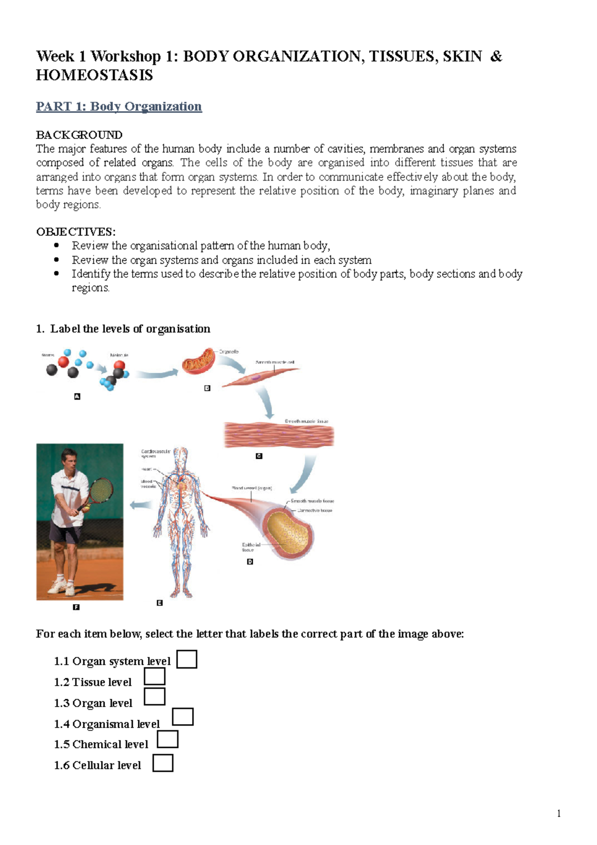 Body organization, Tissues & Homeostasis in-class worksheet - Week 1 ...