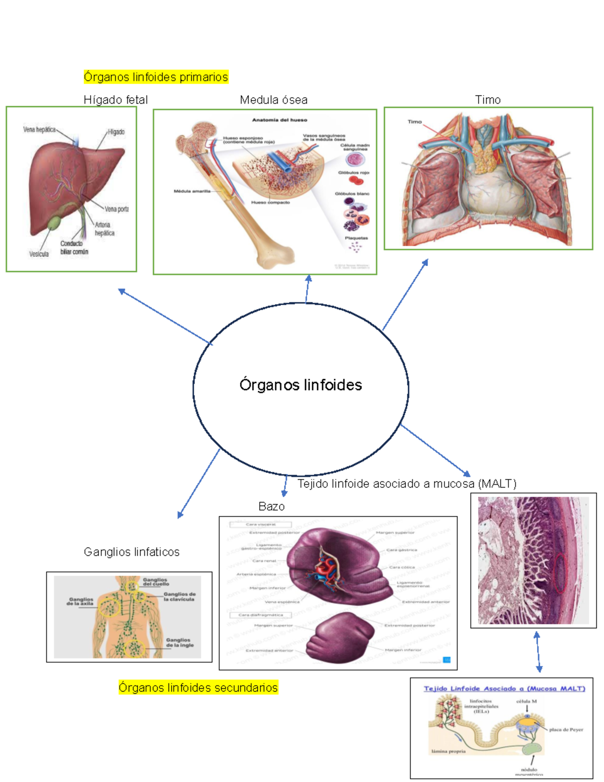 Órganos linfoides Mapa Mental - Órganos linfoides primarios Hígado ...