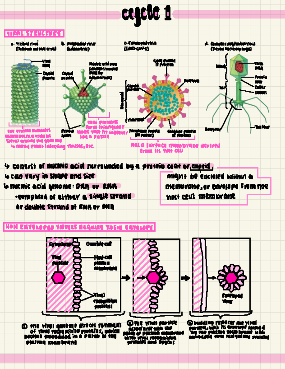 Biology 1001a Notes - Eve VIRAL STRUCTURE · Helical virus c . Enveloped ...