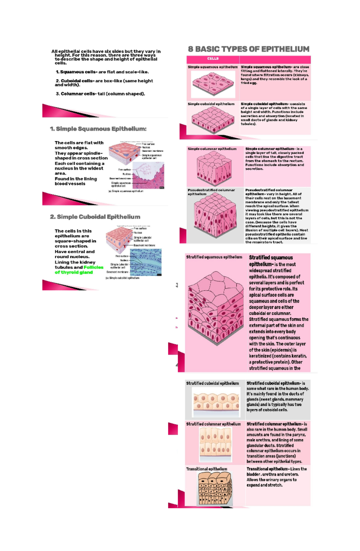Gen bio lect - class notes in general biology - All epithelial cells ...