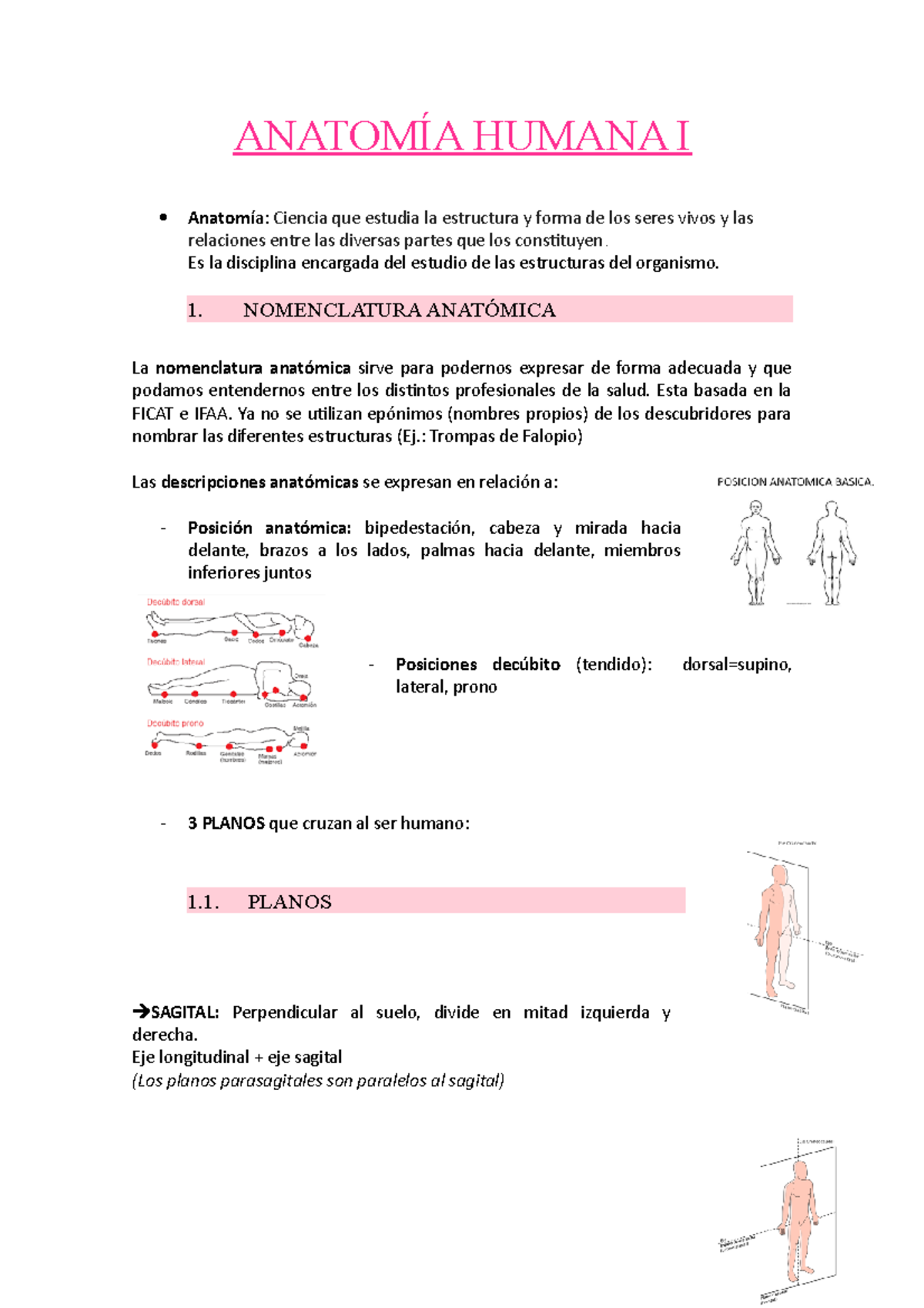 Anatomía tema 1 - Apuntes 1 - ANATOMÍA HUMANA I Anatomí a: Ciencia que ...